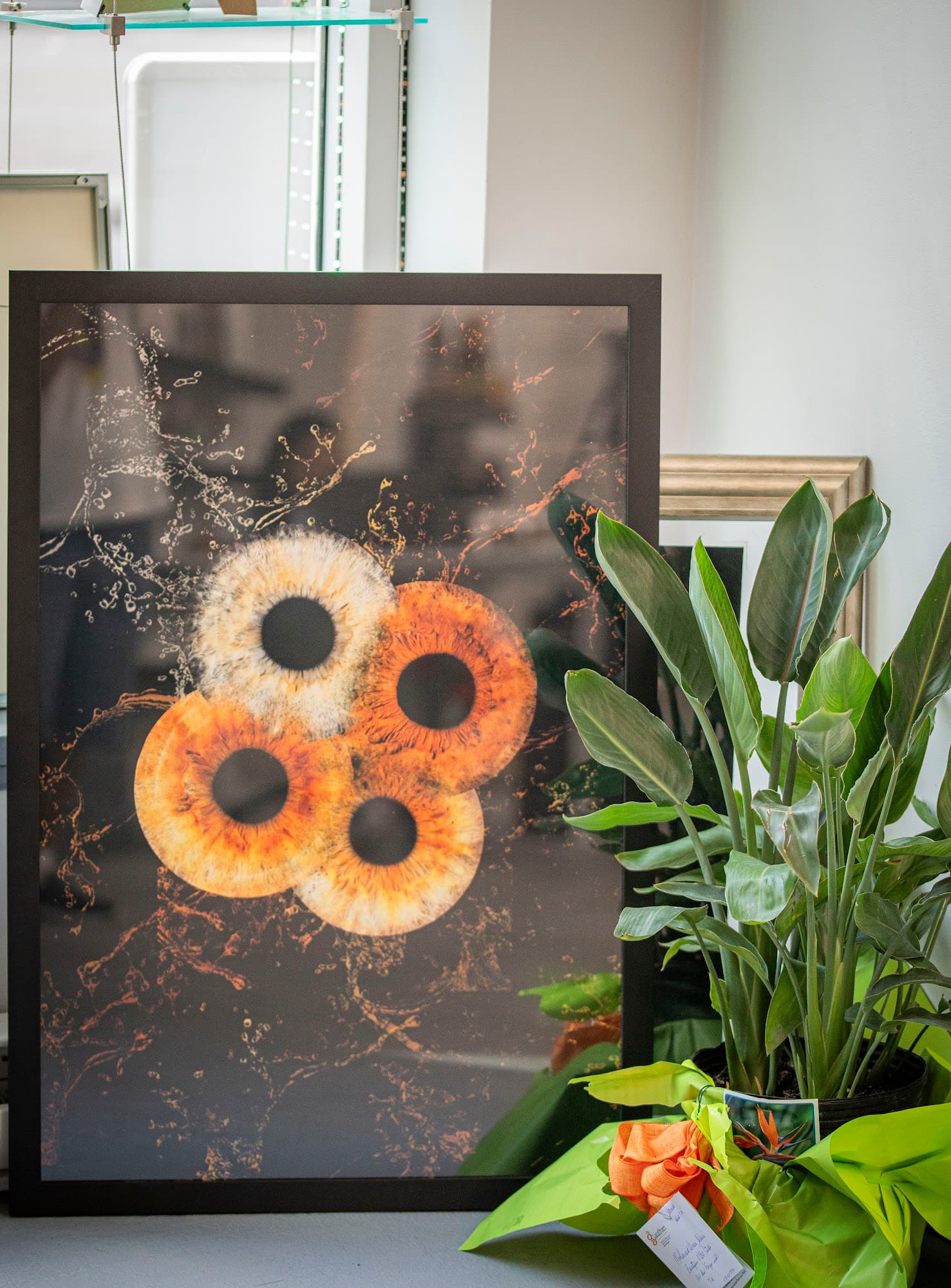 O Art - Iris Studio | Partout avec Pitou